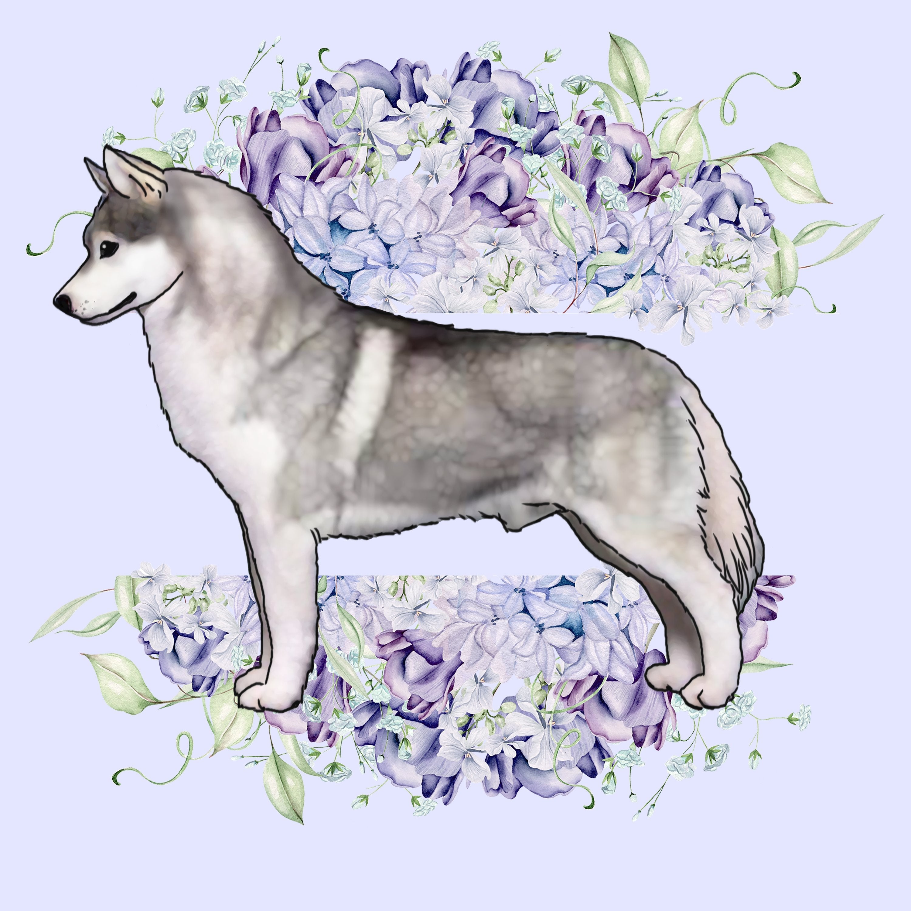 Siberian Husky – Apple Blossom Kennels